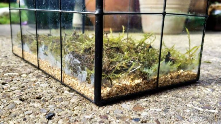 Terrarium Guide - How To Make A Terrarium | Couples Guide To